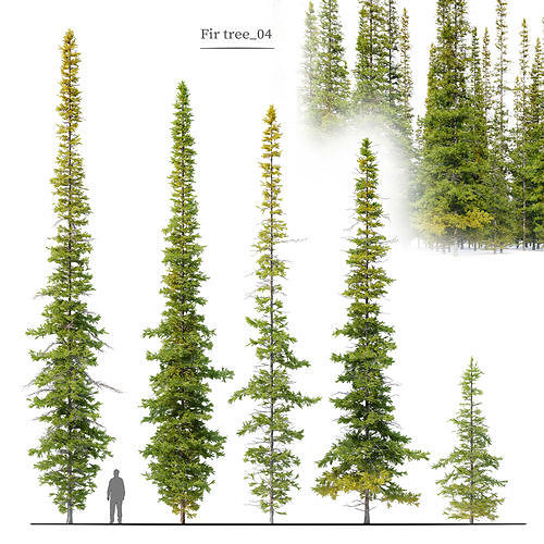Fir tree 04 3D model | CGTrader