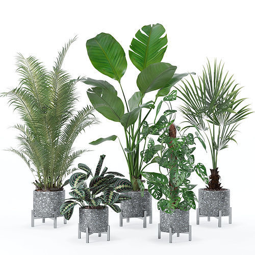 Plants collection 130 3D model | CGTrader