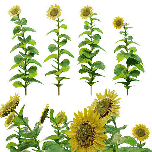 Sunflower different sunflowers 3D model | CGTrader