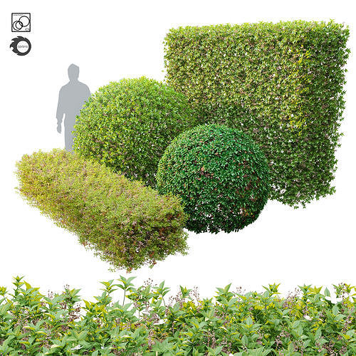 Topiary hedge bushes 3D model | CGTrader