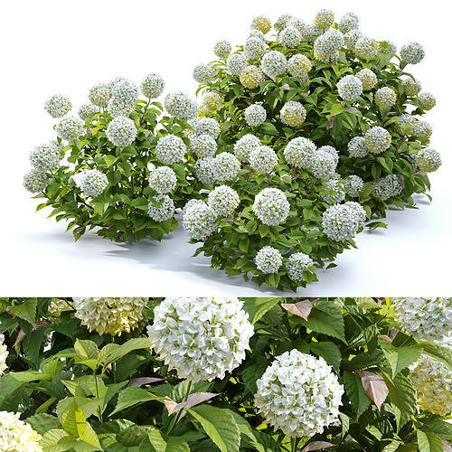 Hydrangea 02 3D model | CGTrader