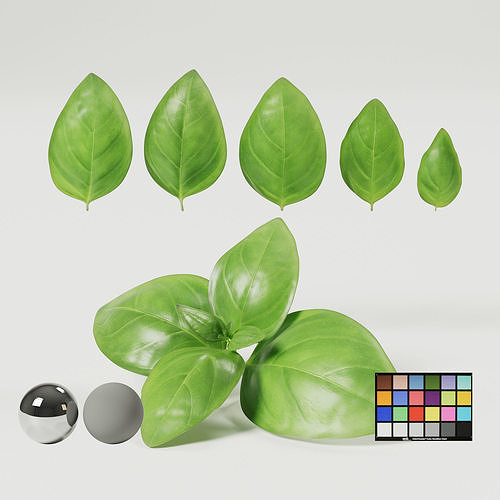 Basil 3D model | CGTrader