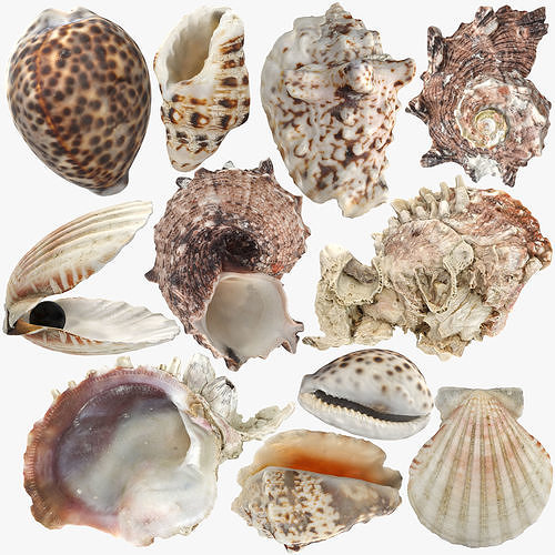 3D model Sea Shells set VR / AR / low-poly | CGTrader