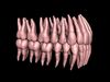 3D model Anatomic Teeth with Roots Upper Lower Arch 3D Model VR / AR ...