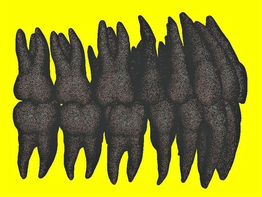 3D model Anatomic Teeth with Roots Upper Lower Arch 3D Model VR / AR ...