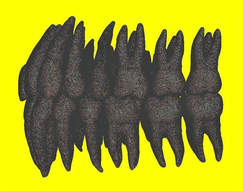 3D model Anatomic Teeth with Roots Upper Lower Arch 3D Model VR / AR ...