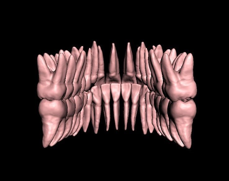 3D model Anatomic Teeth with Roots Upper Lower Arch 3D Model VR / AR ...