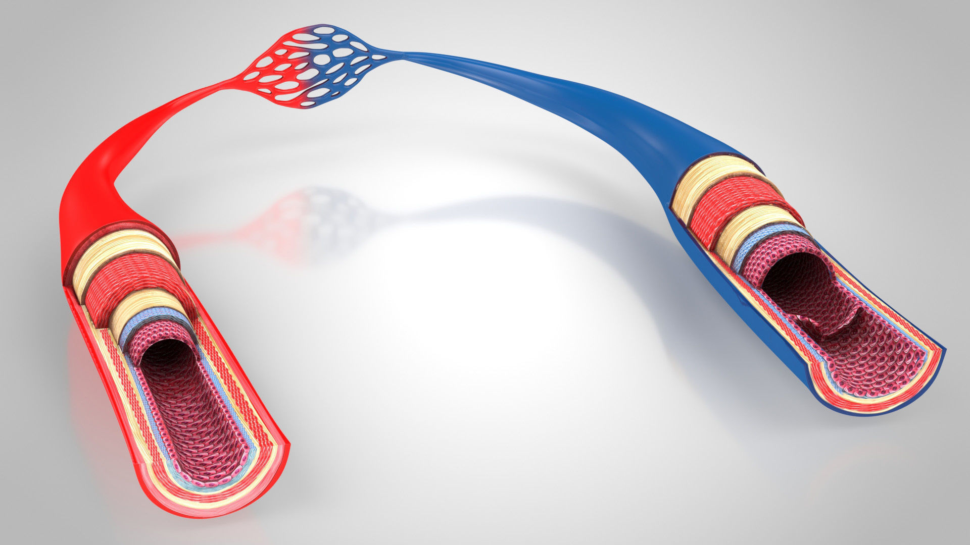 3D model Blood Vessels - Vein and Artery VR / AR / low-poly | CGTrader