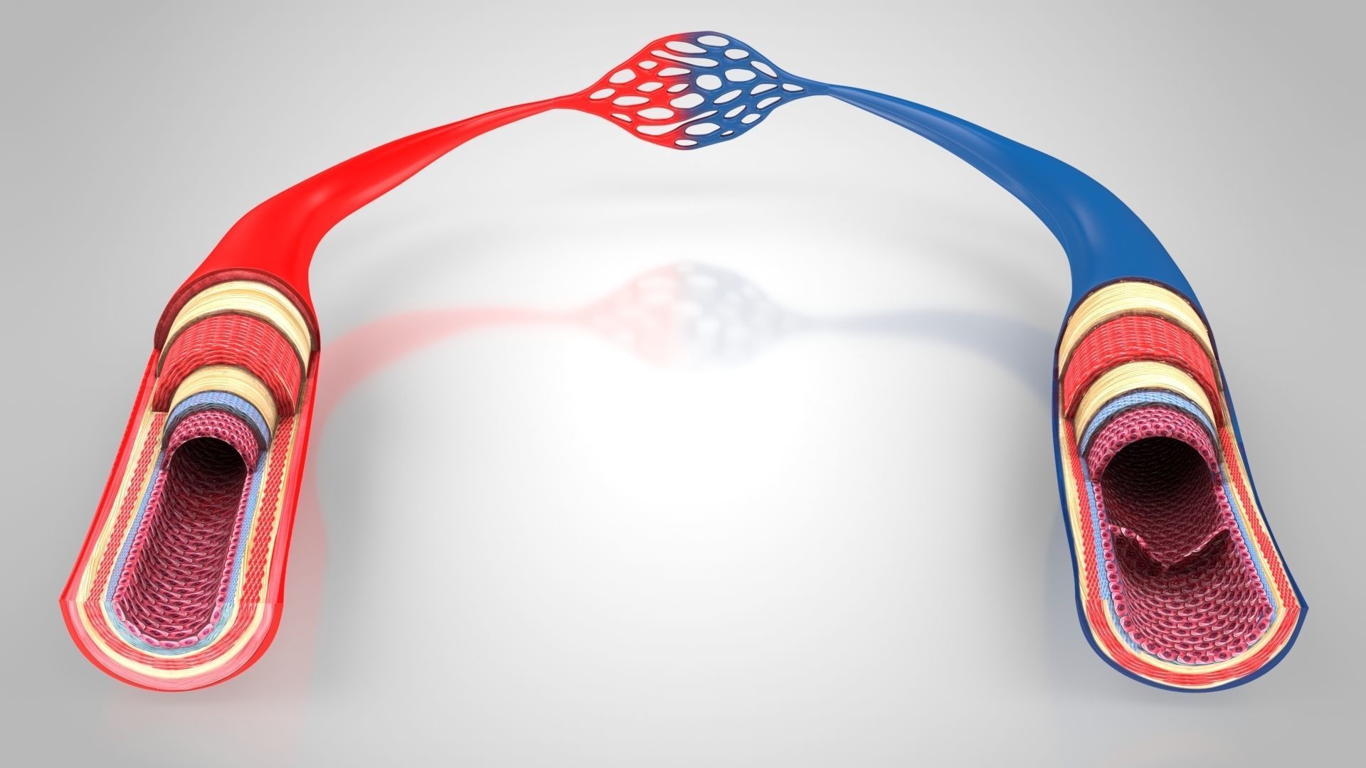 3D model Blood Vessels - Vein and Artery VR / AR / low-poly | CGTrader