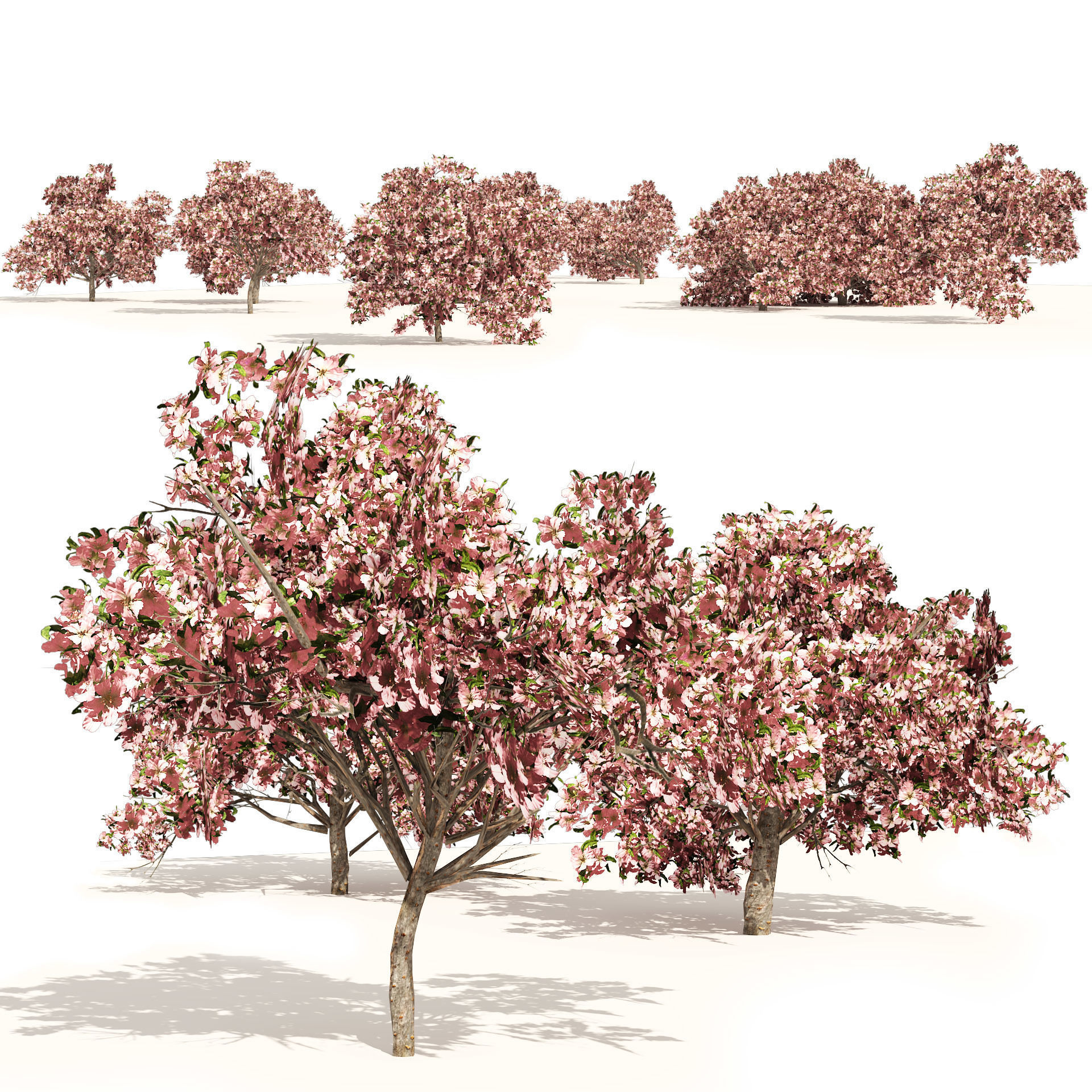 3D model Pink Prunus Flowering Peach Trees VR / AR / low-poly | CGTrader