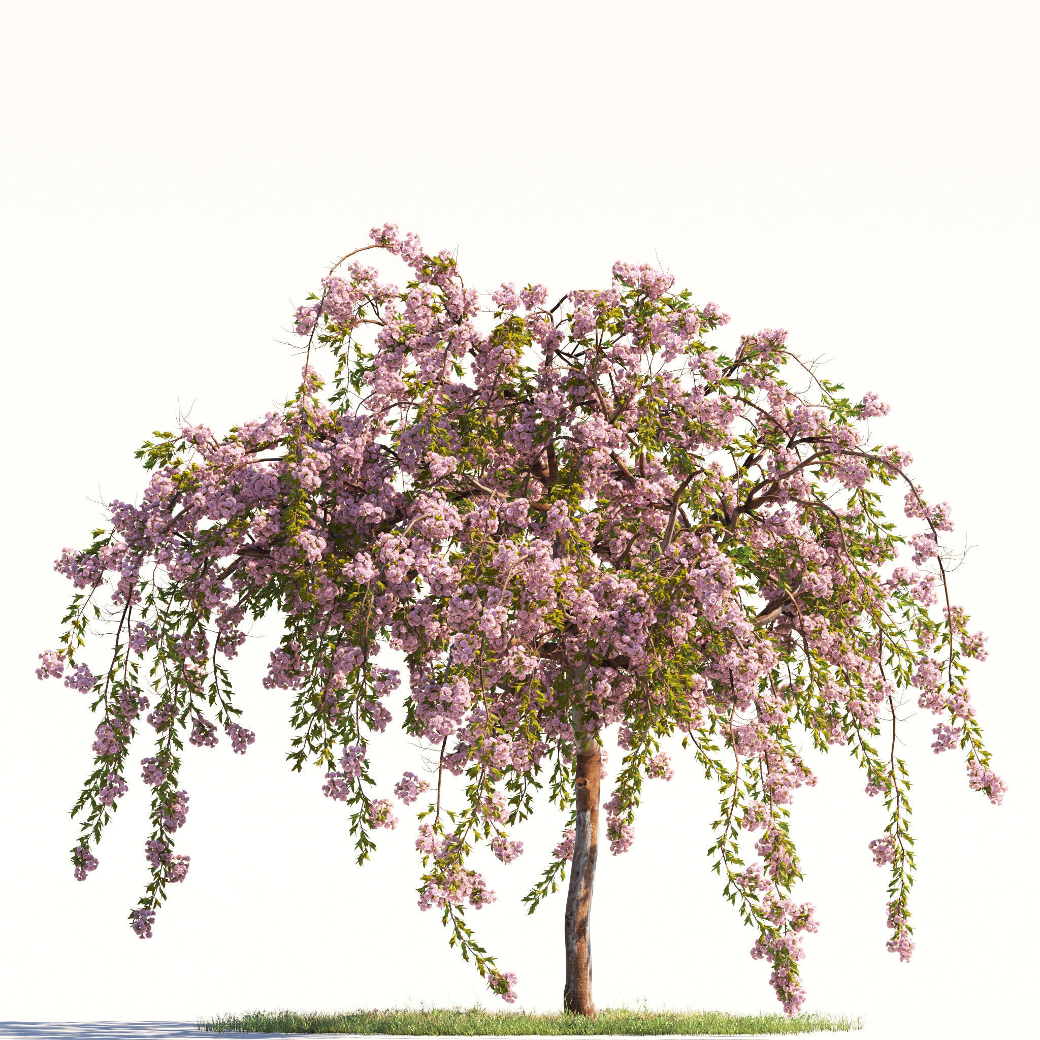Archmodels vol 264 - collection of 40 blooming trees 3D model | CGTrader