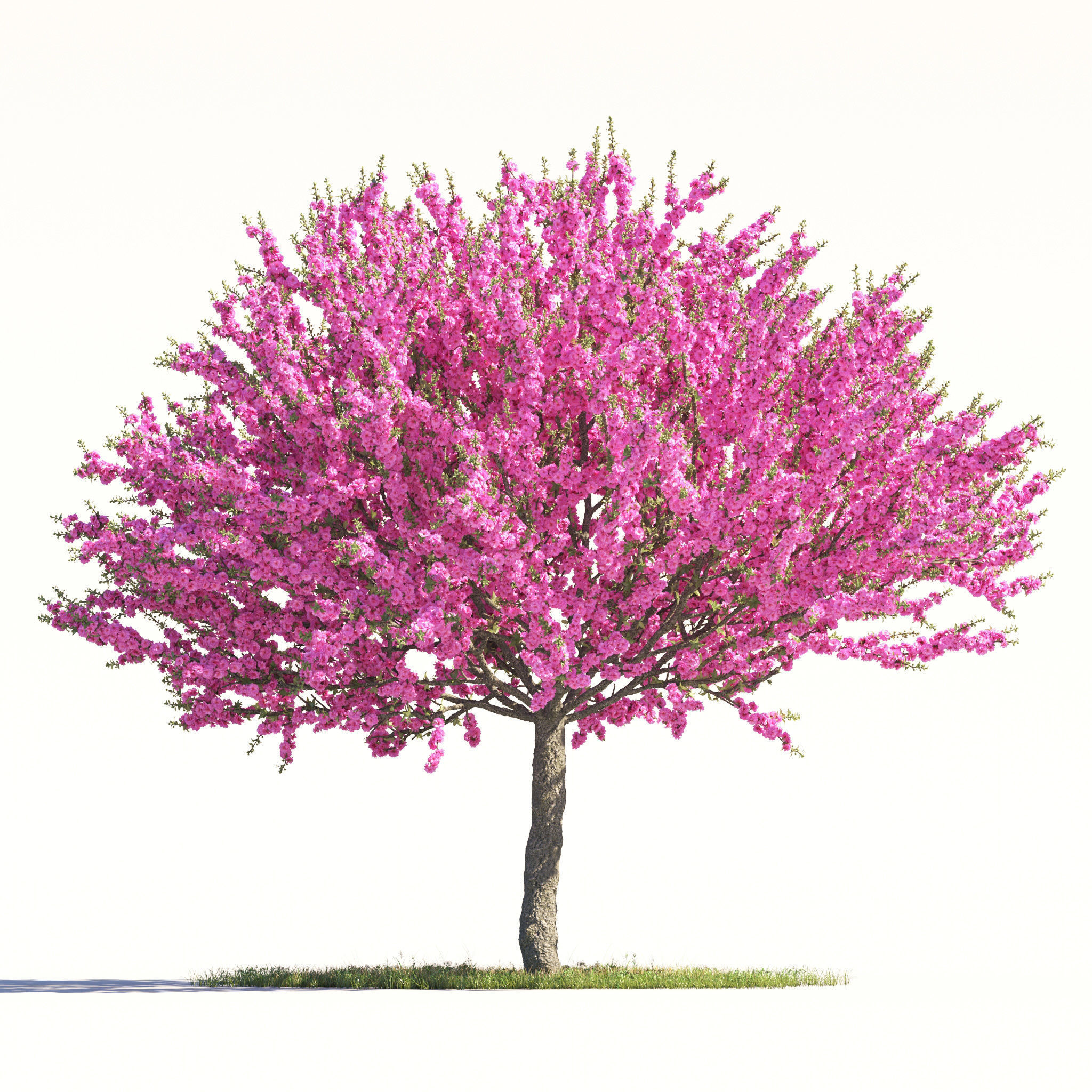 Archmodels vol 264 - collection of 40 blooming trees 3D model | CGTrader