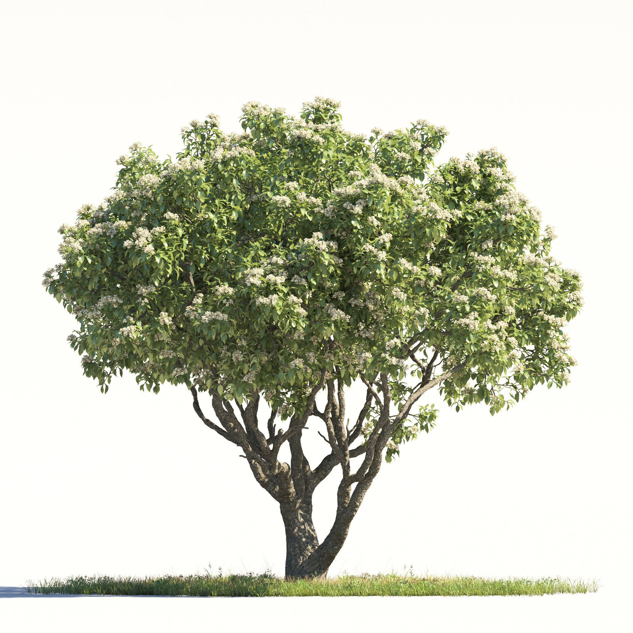 Archmodels vol 264 - collection of 40 blooming trees 3D model | CGTrader