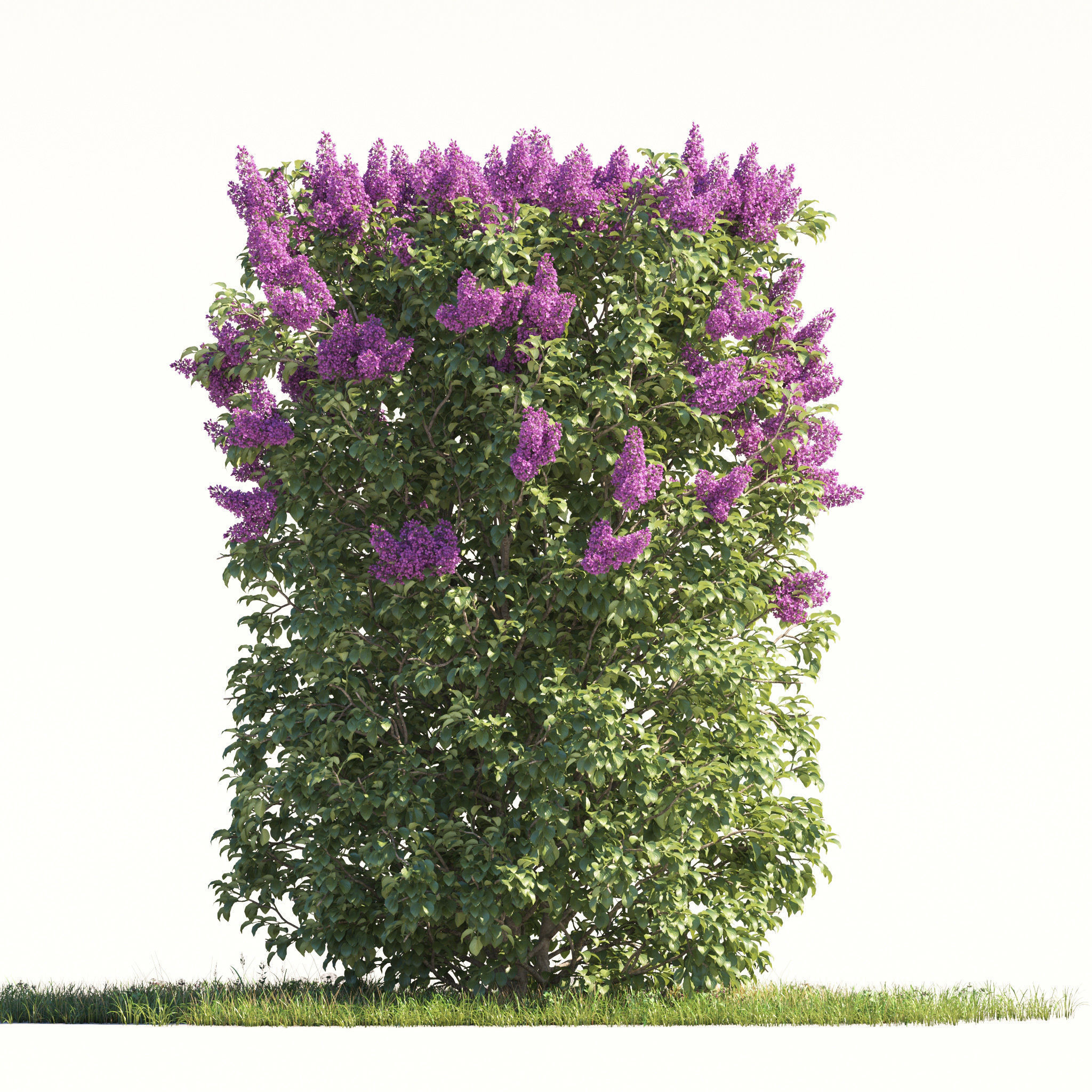 Archmodels vol 264 - collection of 40 blooming trees 3D model | CGTrader