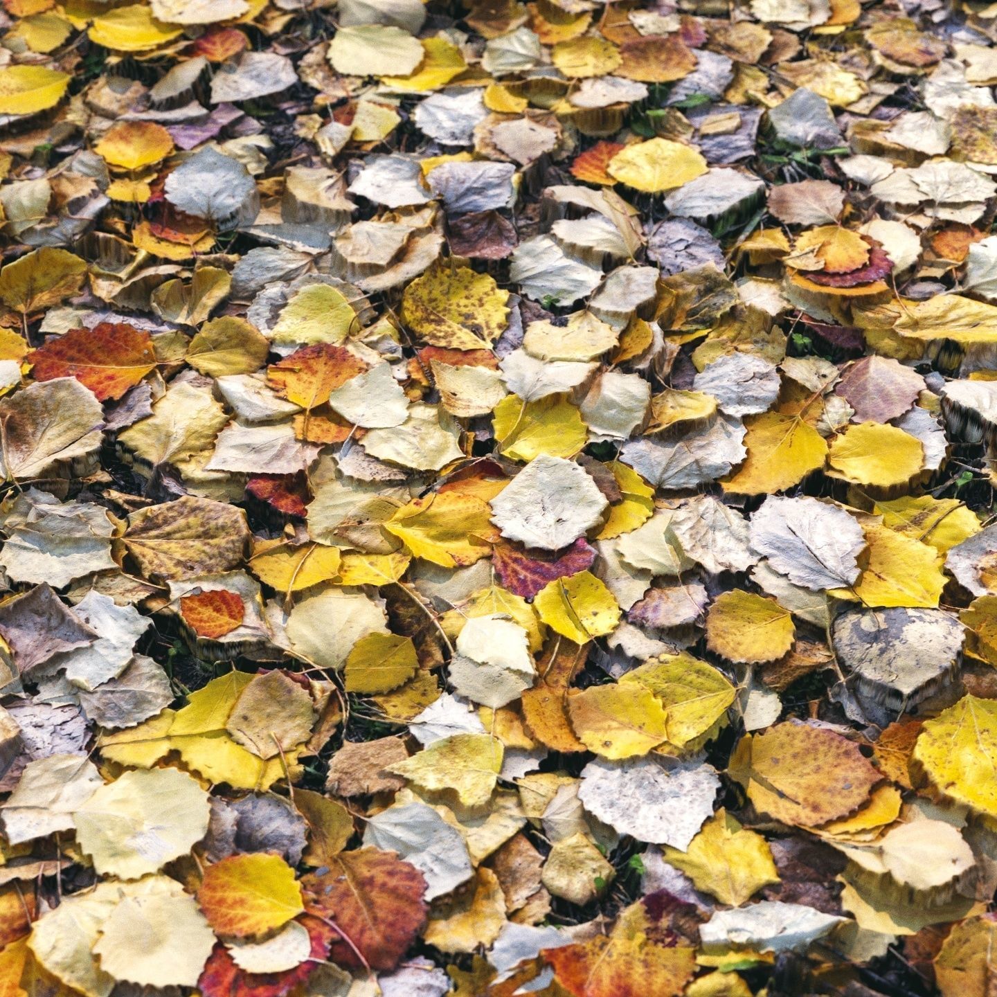 Autumn foliage material 02 3D model | CGTrader