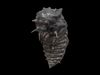 3D model Alien Parasite Cocoon VR / AR / low-poly | CGTrader