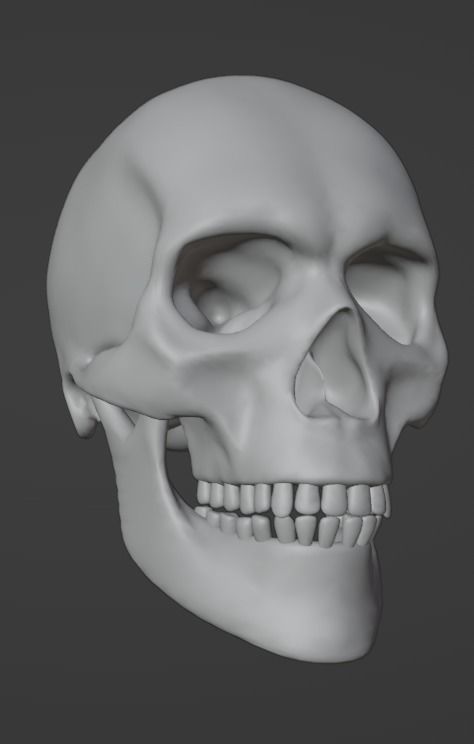 Human Skull 3D model | CGTrader