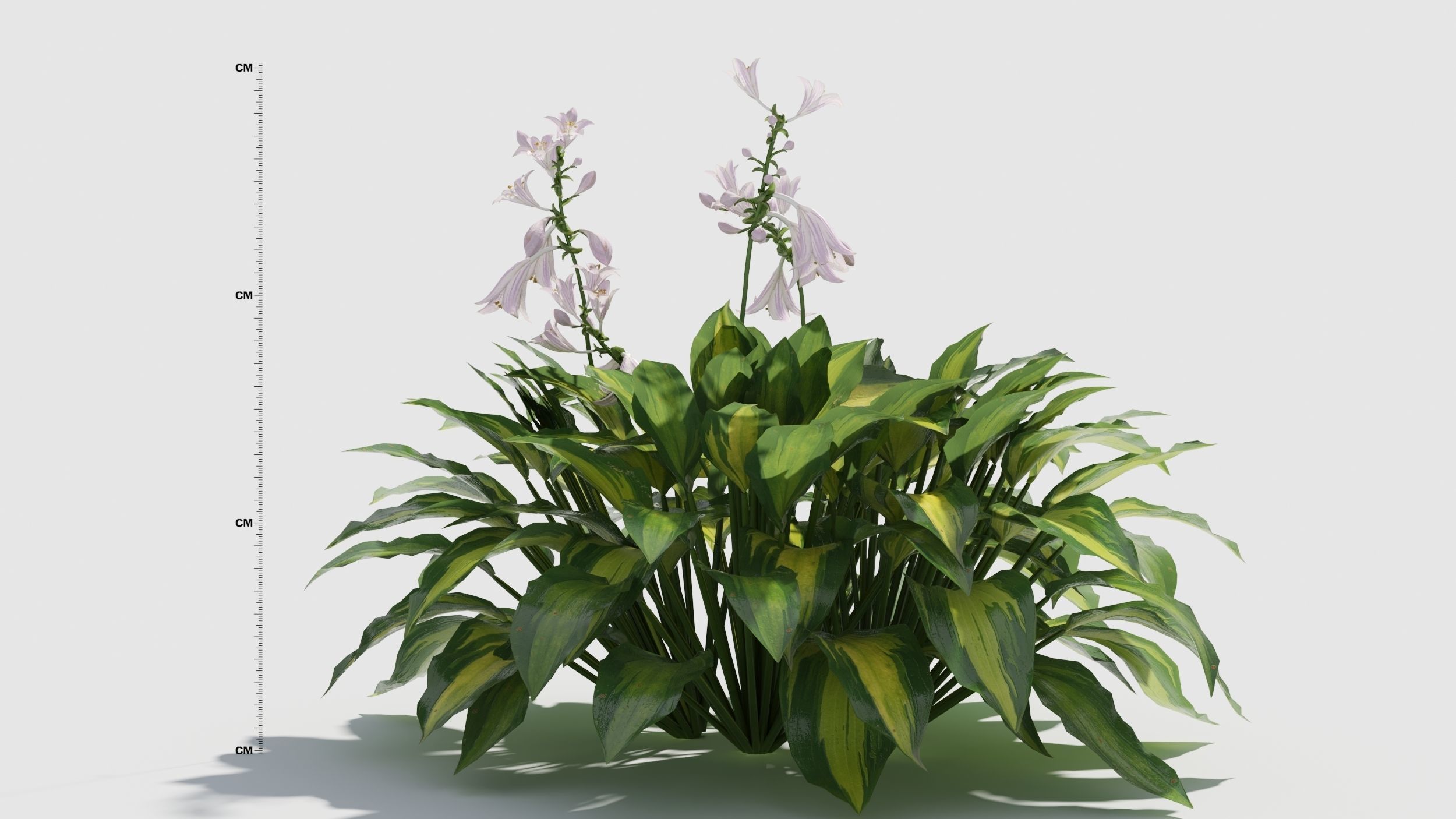 Hosta three plants in row 3D model | CGTrader