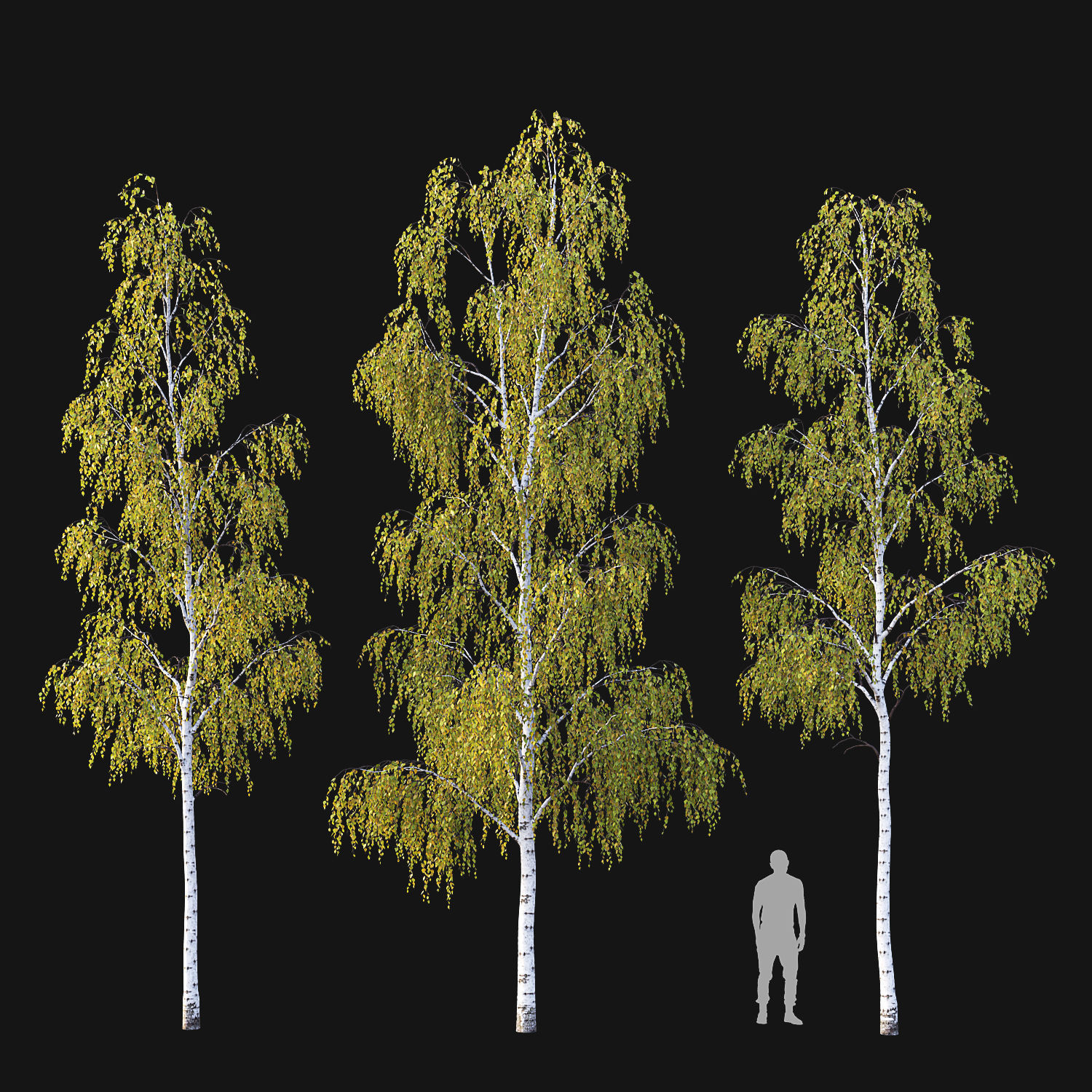 Birch Tree Set 3D model | CGTrader