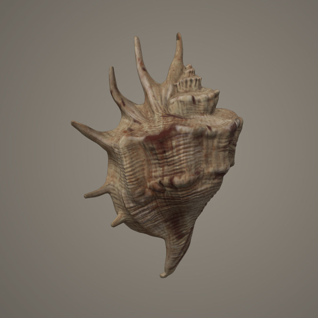 Sea Shell 3D model | CGTrader