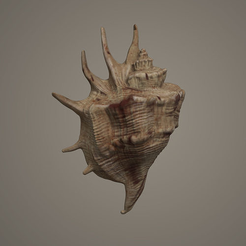 Sea Shell 3D model | CGTrader