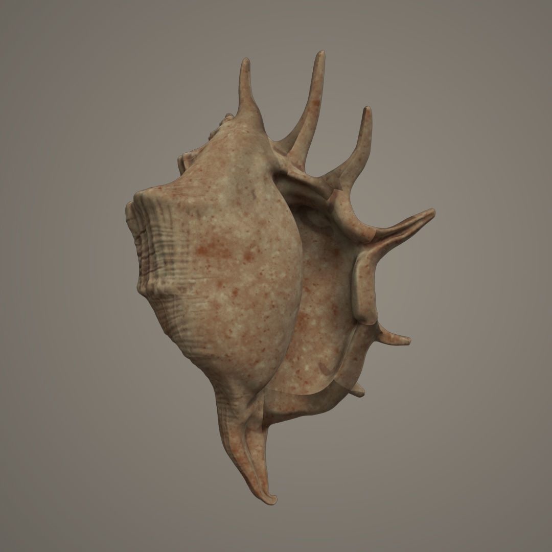 Sea Shell 3D model | CGTrader