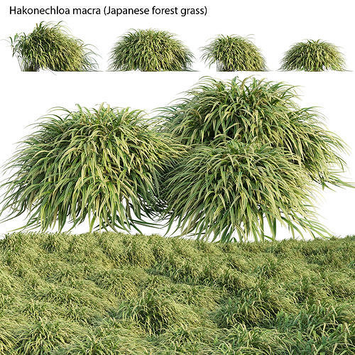 Hakonechloa macra - Japanese forest grass 3D model | CGTrader