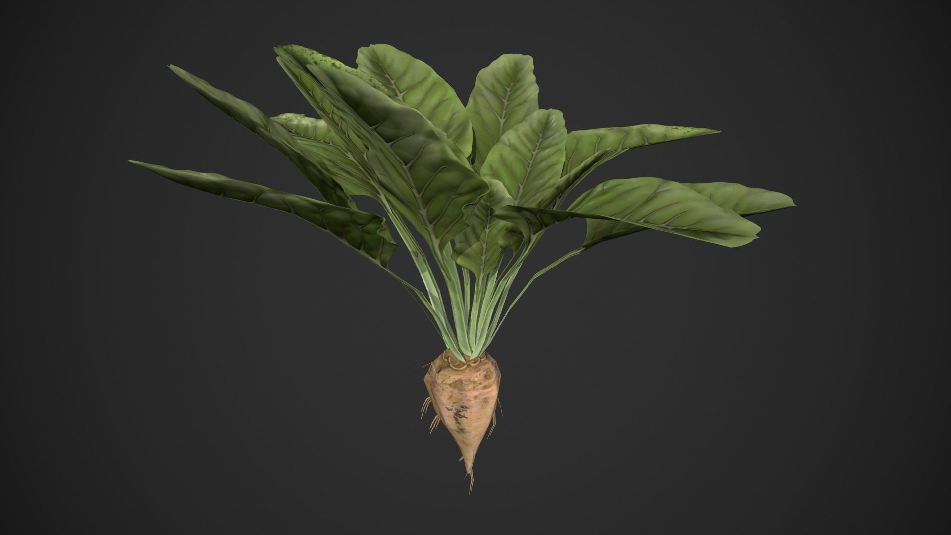 3D model Sugar Beet VR / AR / low-poly | CGTrader