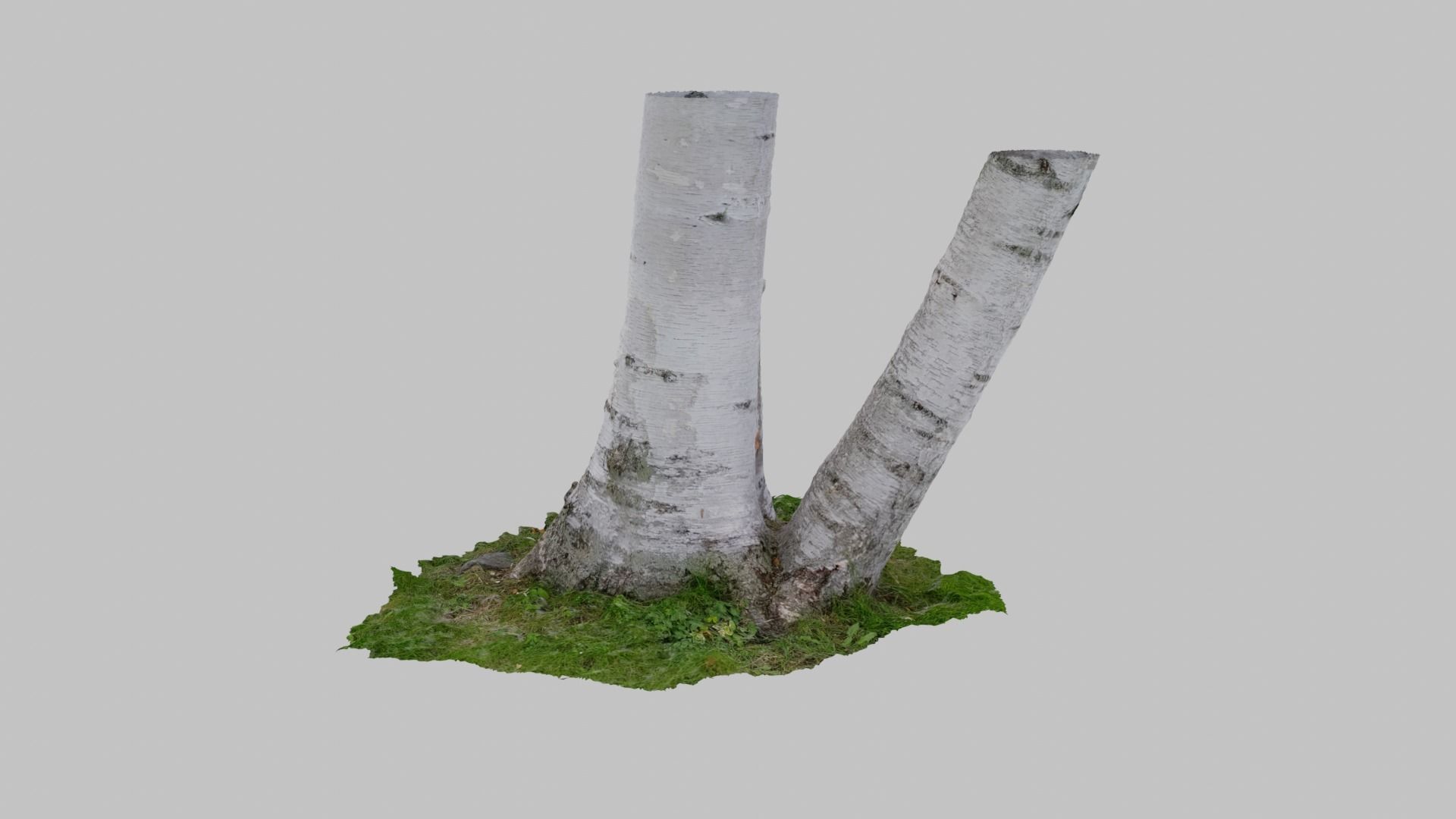 Birch Tree Trunk Pair - Photoscan 3D Model - Varying LOD free 3D model | CGTrader