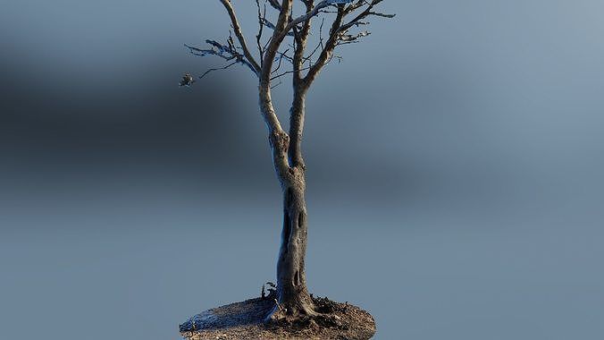scantree01 dead tree 3D model | CGTrader