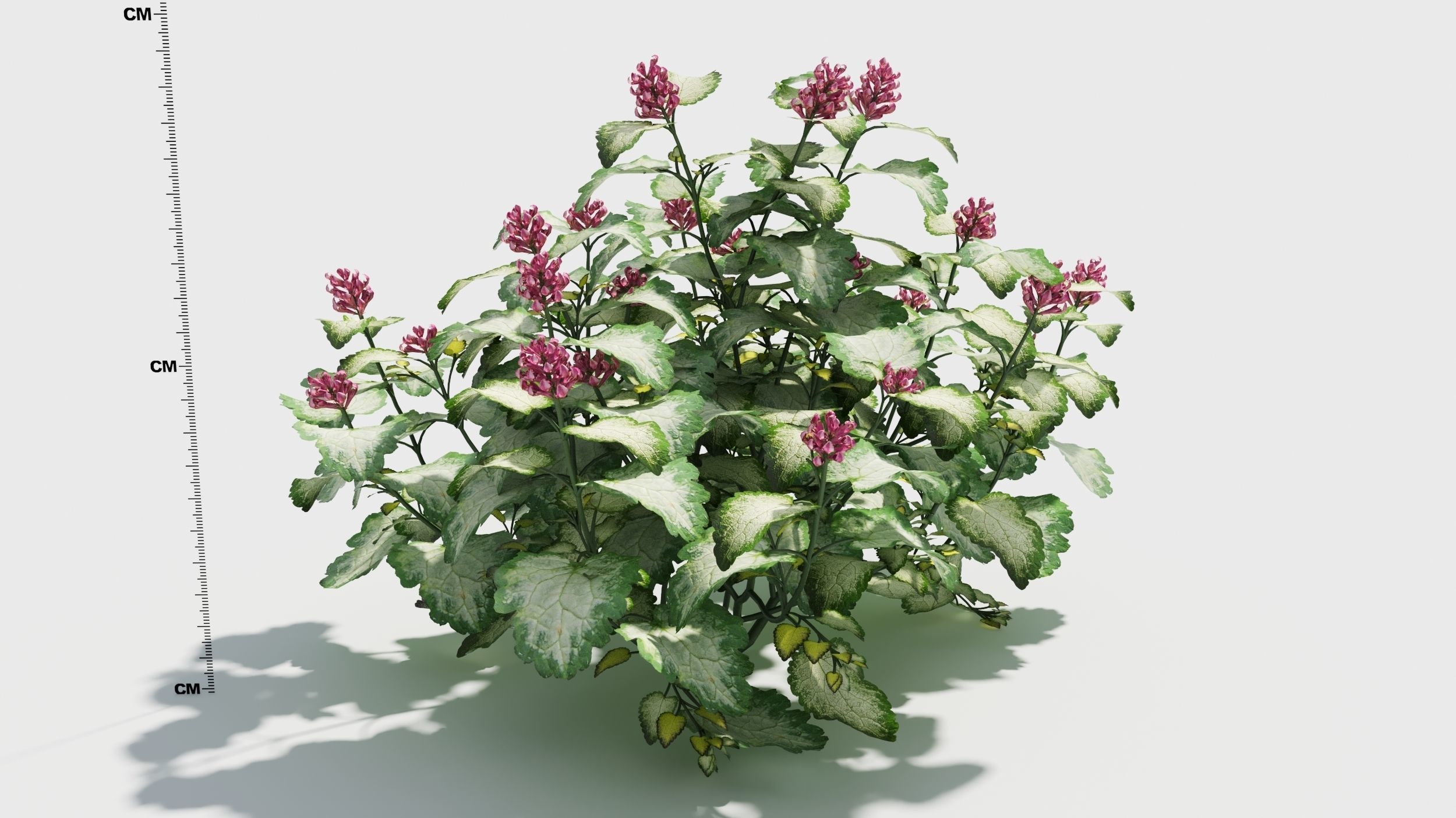 Lamium 3D model | CGTrader