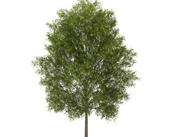 Populus 3D Models | CGTrader