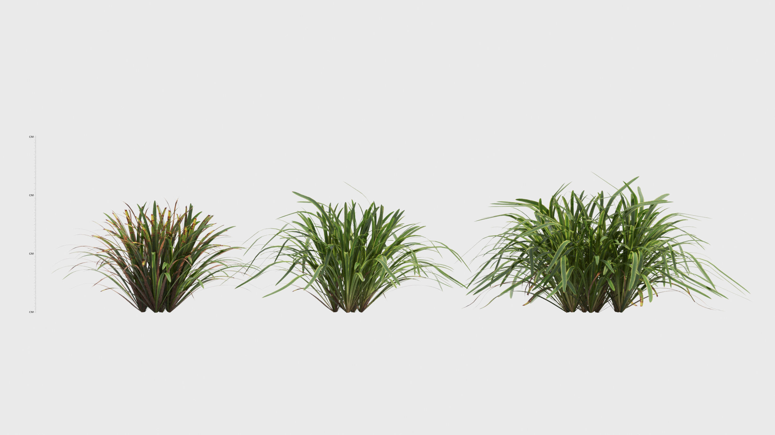 Liriope grass plant 3D model | CGTrader