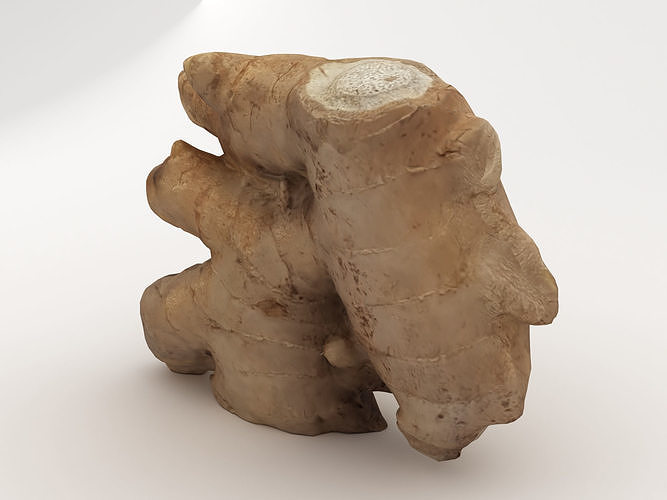 Root Ginger 3D model | CGTrader
