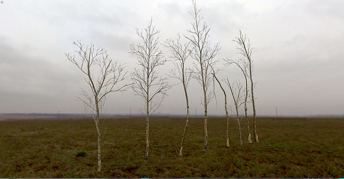 3D model 7 Dry Forest tree HDRP VR / AR / low-poly | CGTrader