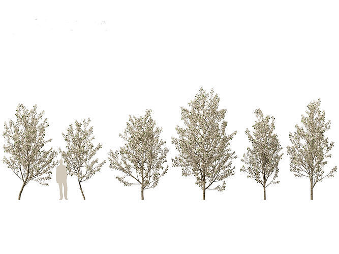 Pyrus calleryana Winter Glow - Ornamental Pear 01 3D model | CGTrader