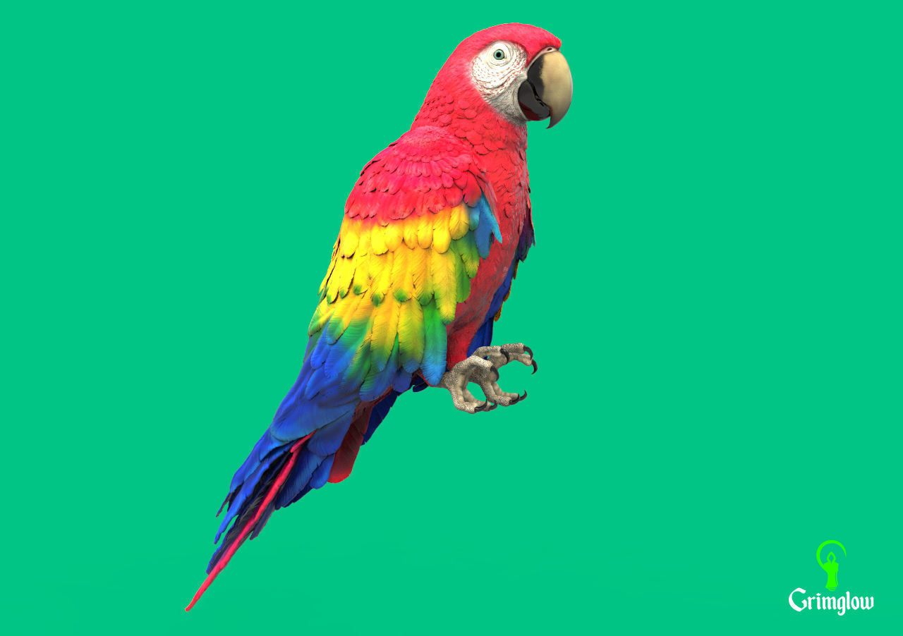 Scarlet macaw 3D model 3D printable | CGTrader