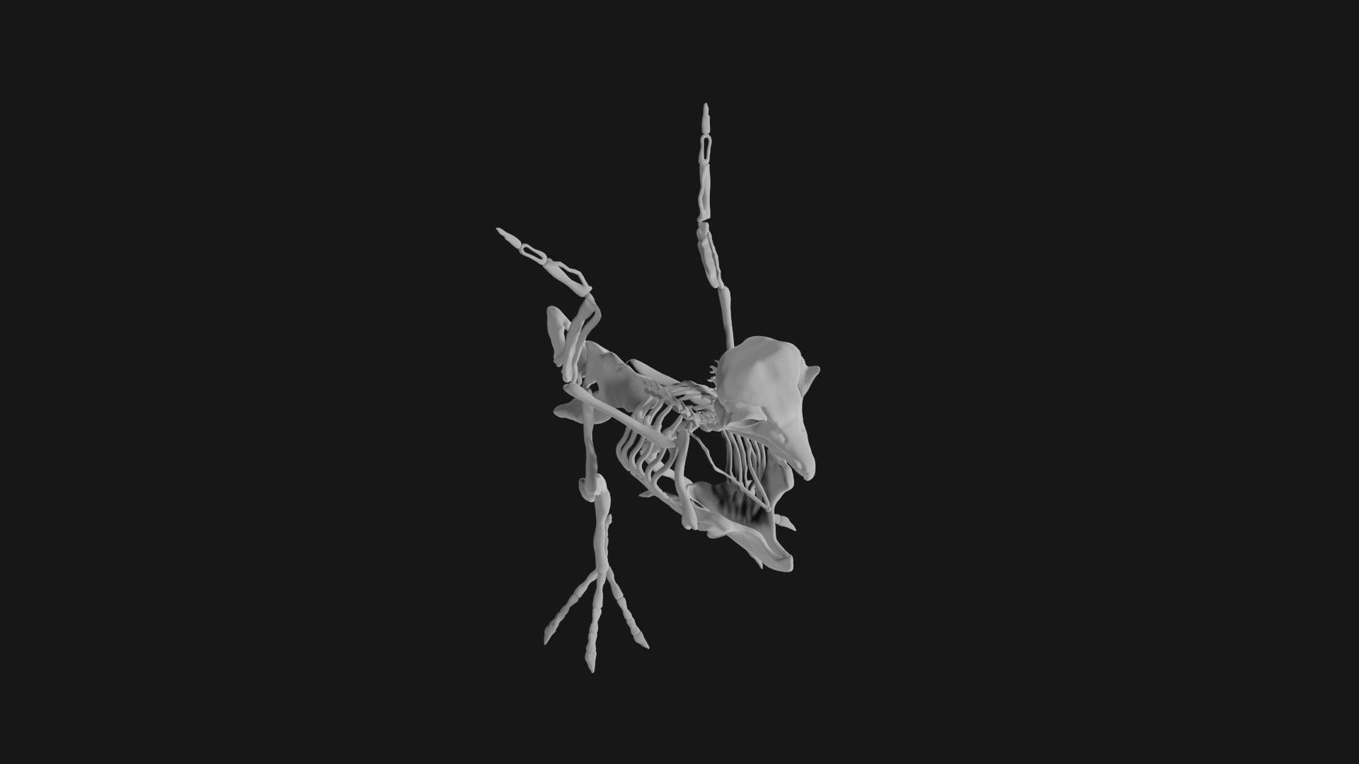 Owl Skeleton 3D model | CGTrader
