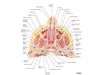 Nose and Maxillary Sinus Transverse Section 3D model | CGTrader