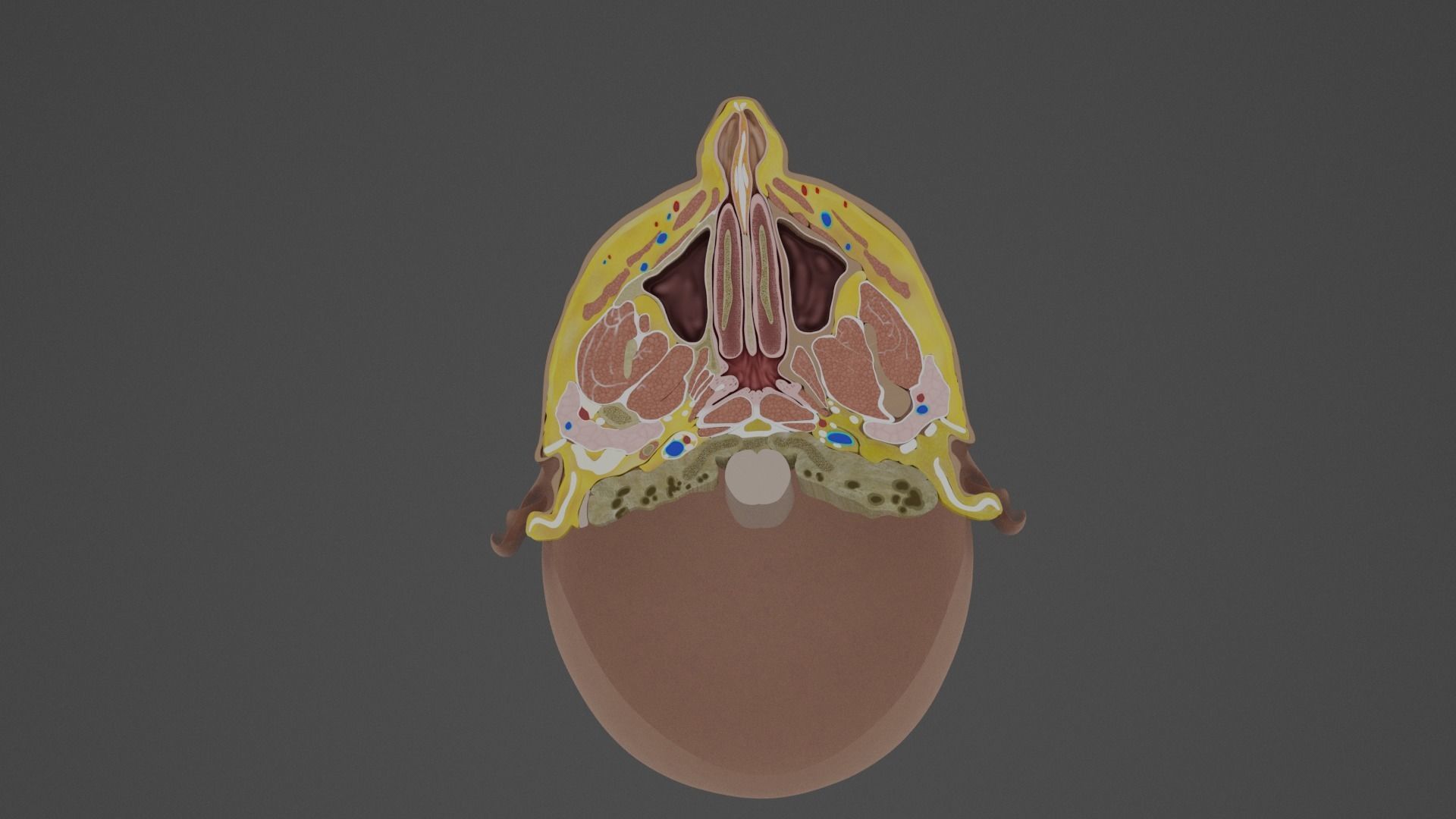 Nose and Maxillary Sinus Transverse Section 3D model | CGTrader
