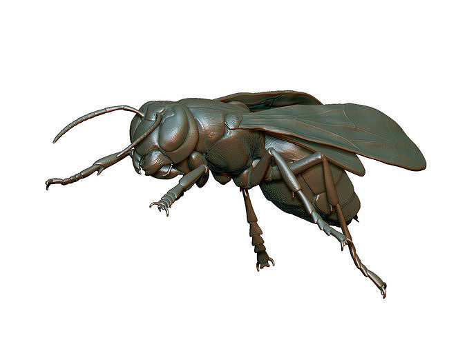 hornet wasp flying 3D model 3D printable | CGTrader