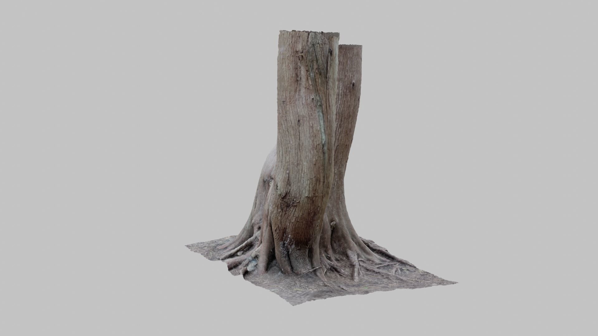 Large Cedar Tree - Photoscan 3D Model - Varying LOD free 3D model ...