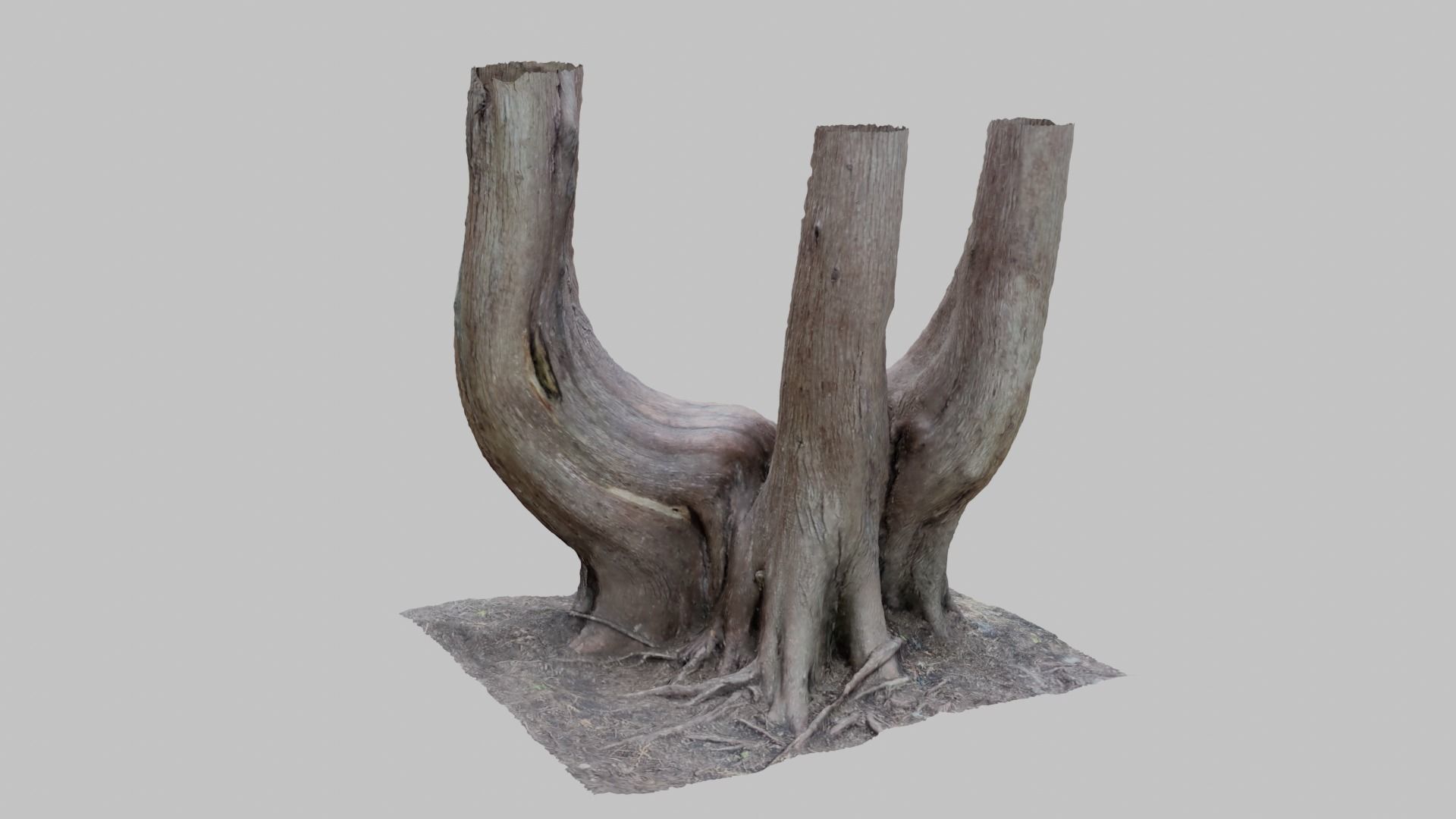 Large Cedar Tree - Photoscan 3D Model - Varying LOD free 3D model ...