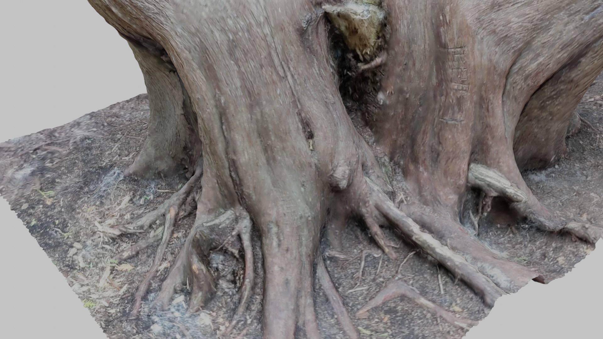 Large Cedar Tree - Photoscan 3D Model - Varying LOD free 3D model ...