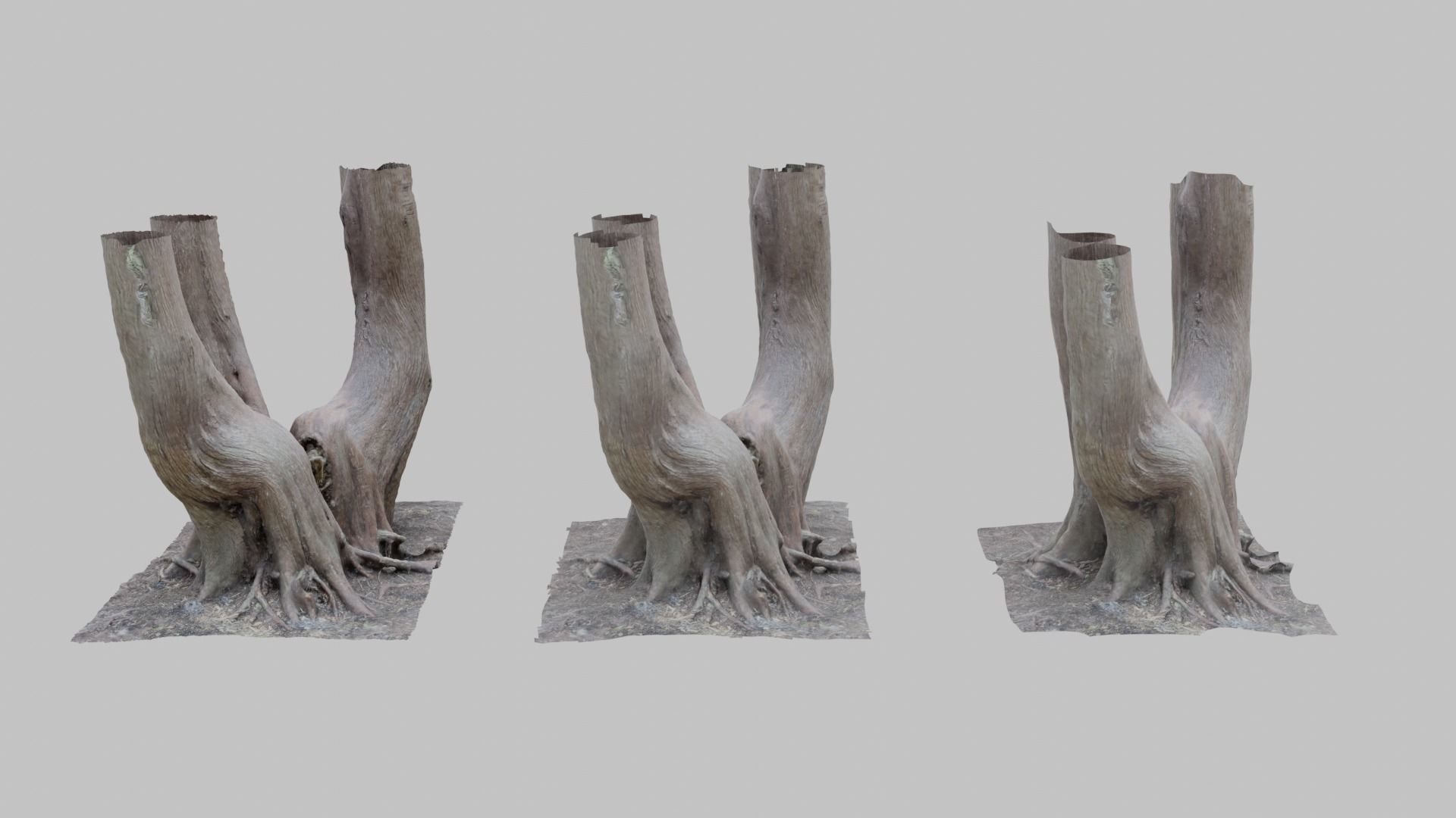 Large Cedar Tree - Photoscan 3D Model - Varying LOD free 3D model ...