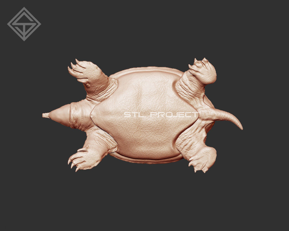 Soft Shelled Turtle free 3D model 3D printable | CGTrader