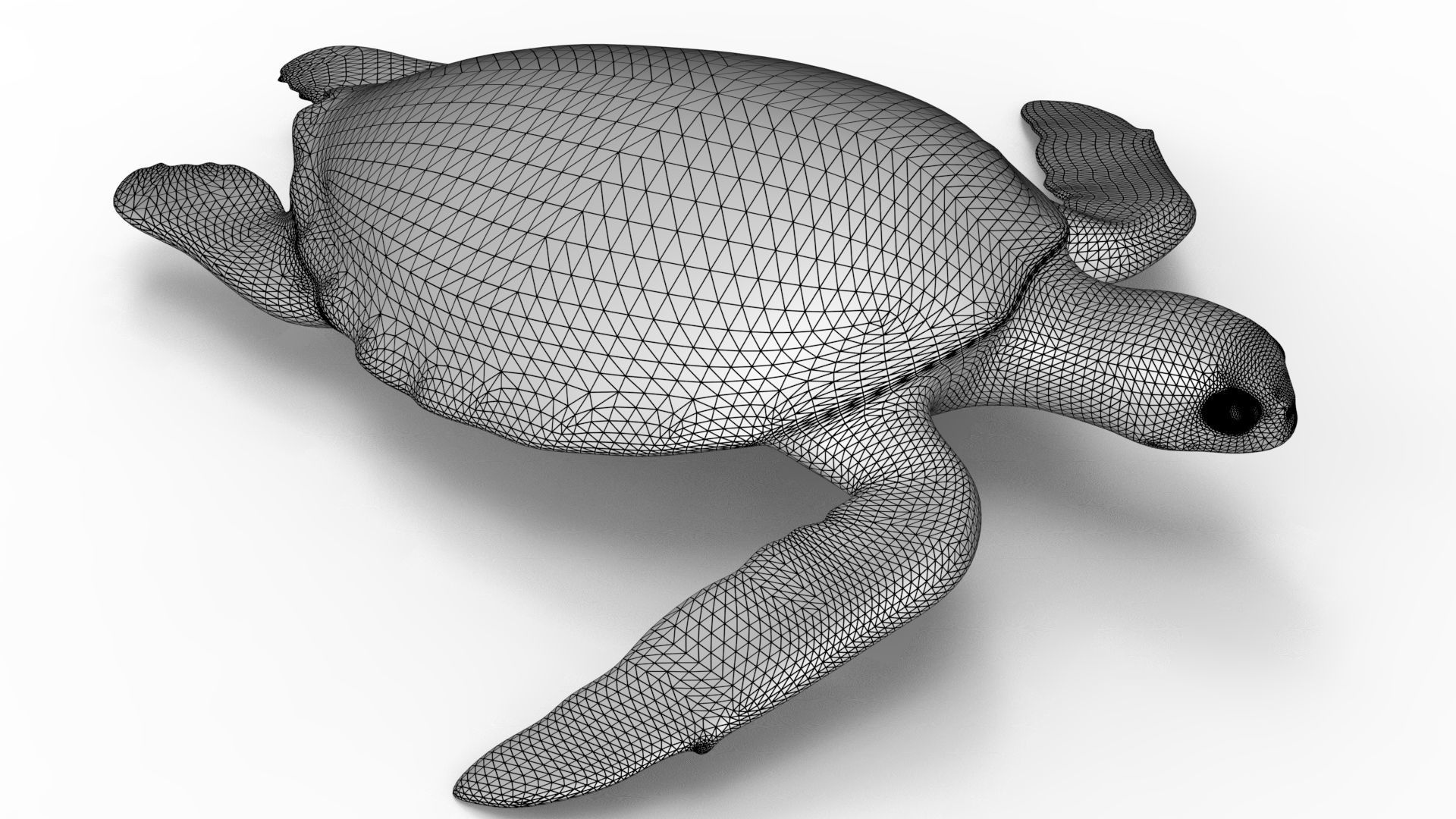 Sea Turtle 3D model | CGTrader