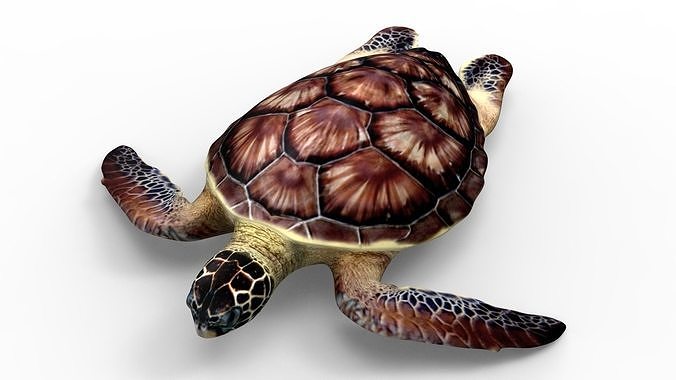 Sea Turtle 3D model | CGTrader