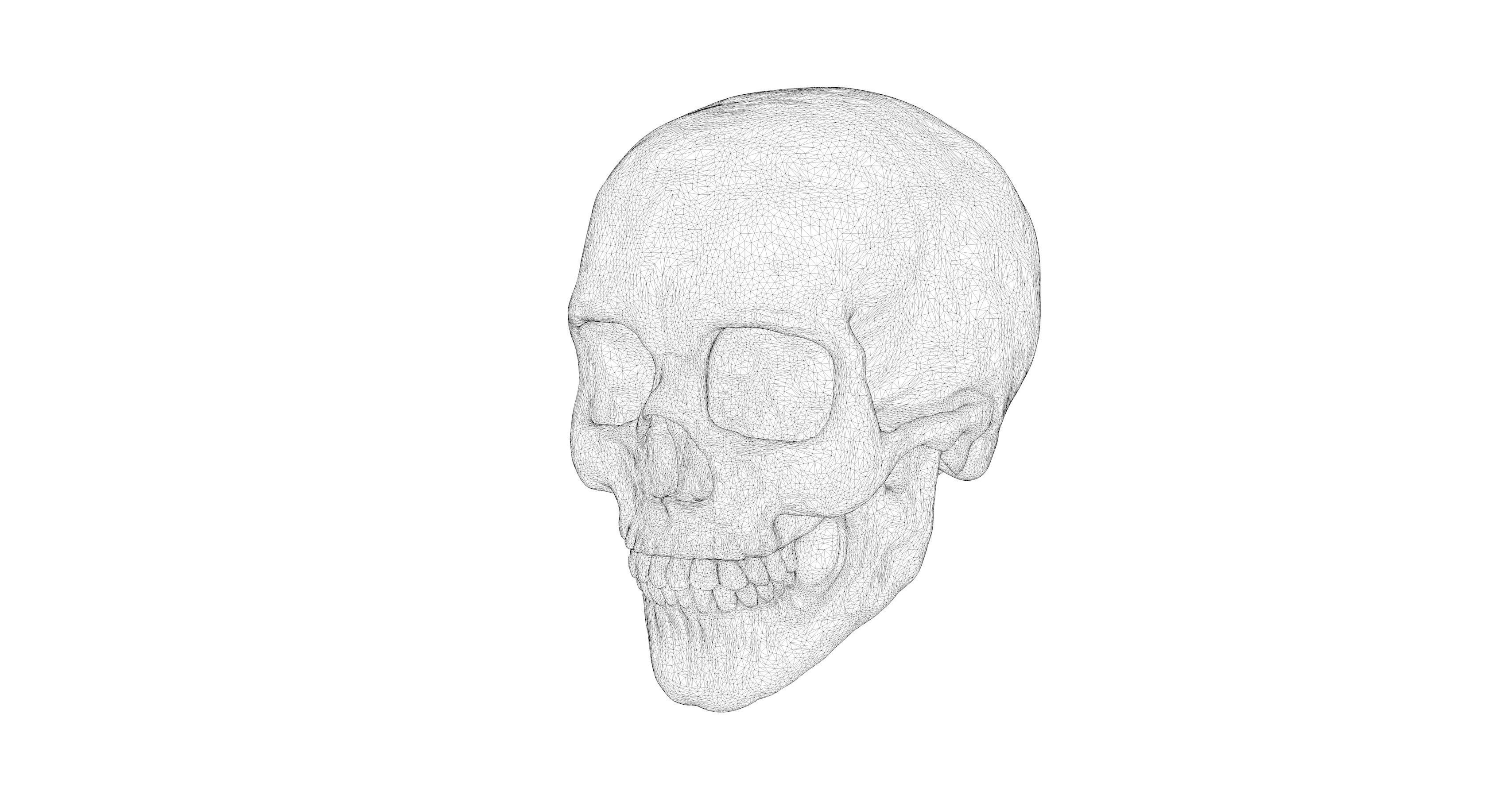 7 different textured human skulls with full 2K metal texture 3D model ...