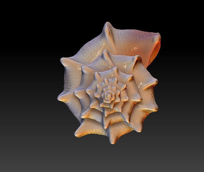 Seashell 3D model 3D printable | CGTrader